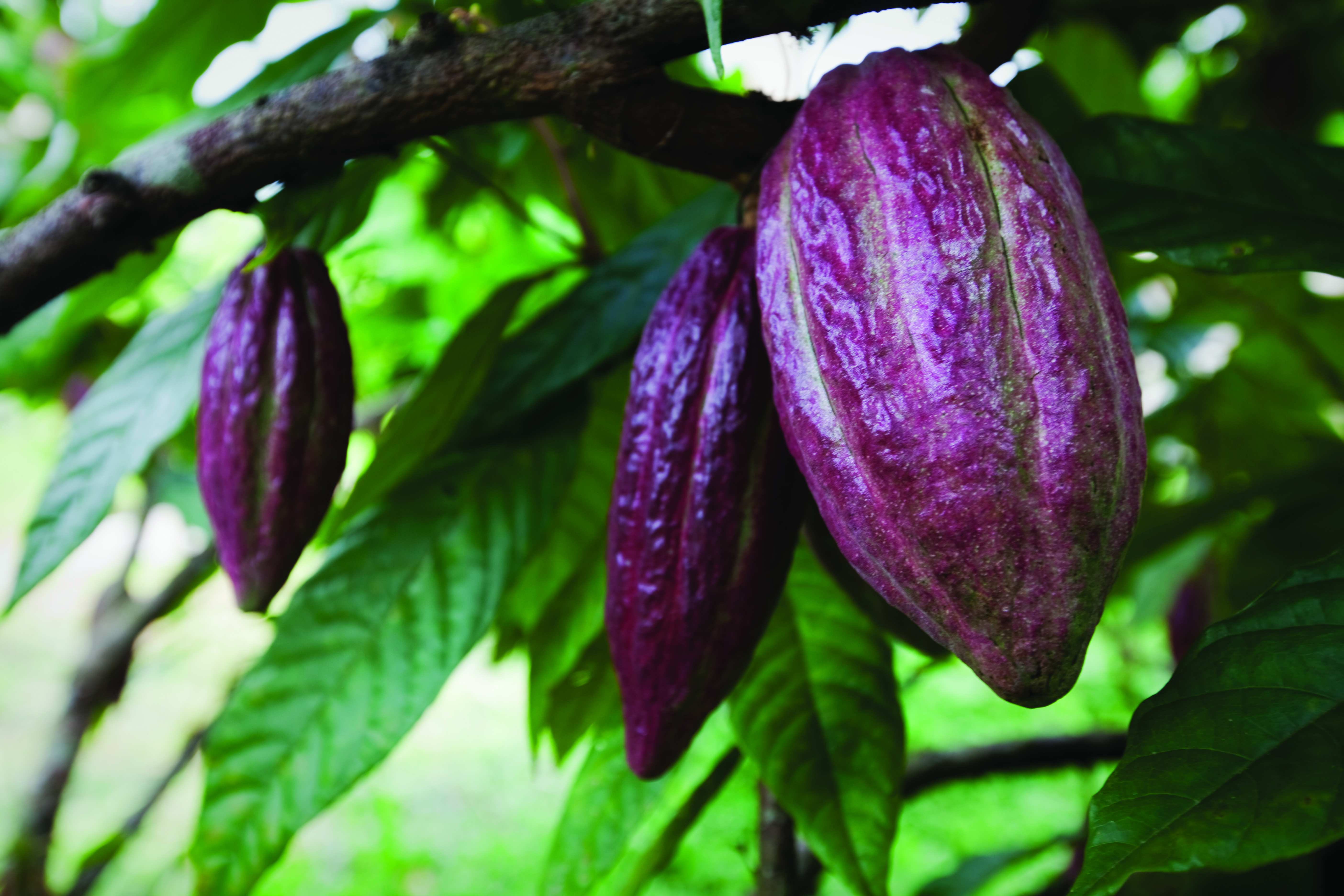 Why Consumers Should Pay More for Chocolate: Q&A with Uncommon Cacao